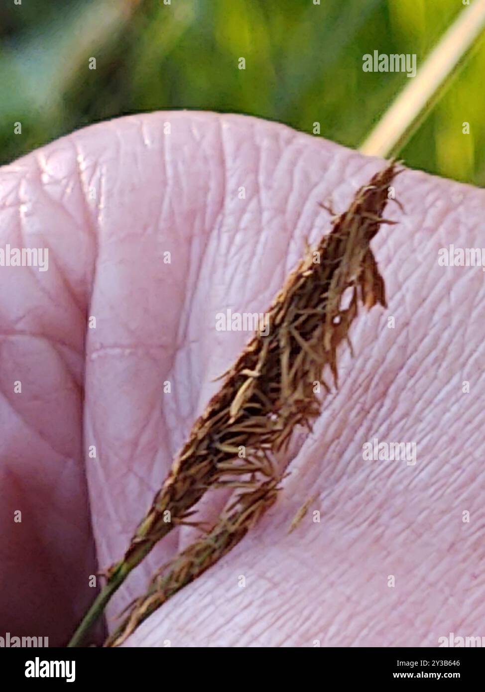 tussock sedge (Carex stricta) Plantae Stock Photo - Alamy
