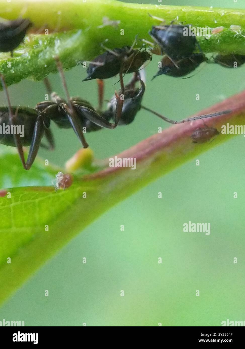 fusca-group Field Ants and Allies (Formica fusca) Insecta Stock Photo ...