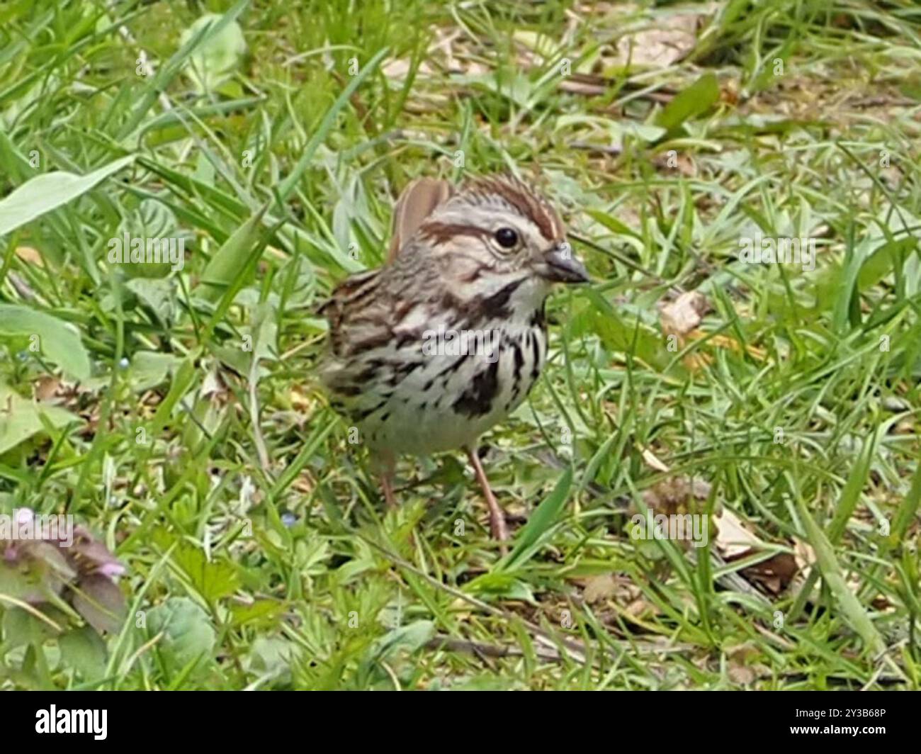 Song Sparrow (Melospiza melodia) Aves Stock Photo - Alamy