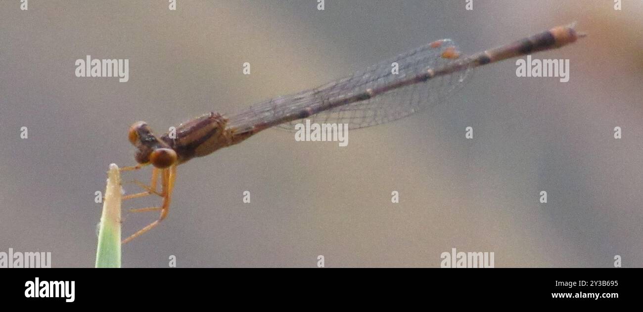 Orange Bluet (Enallagma signatum) Insecta Stock Photo - Alamy