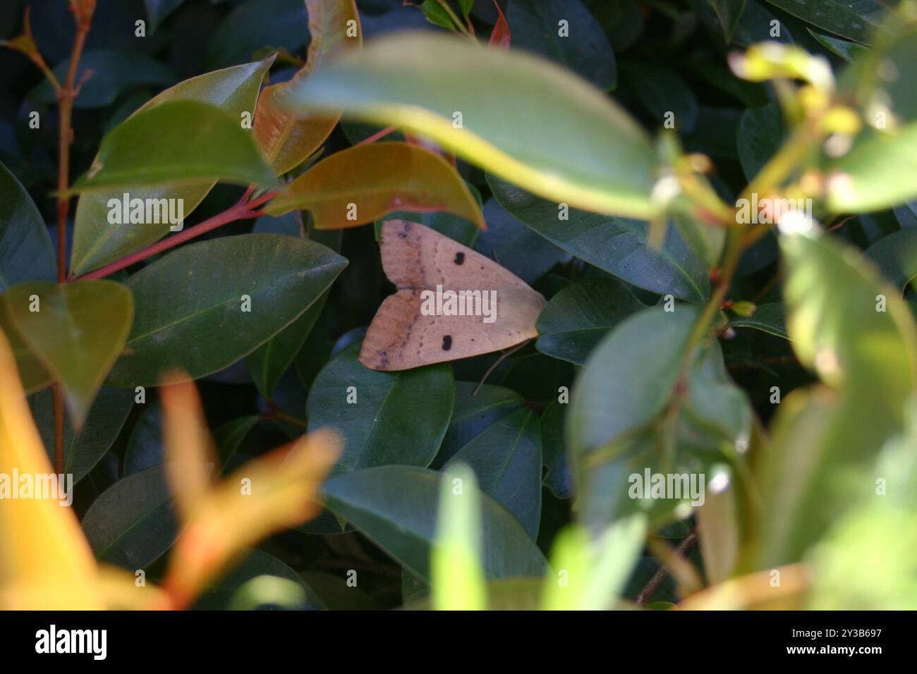 Guava Moth (Ophiusa disjungens) Insecta Stock Photo - Alamy