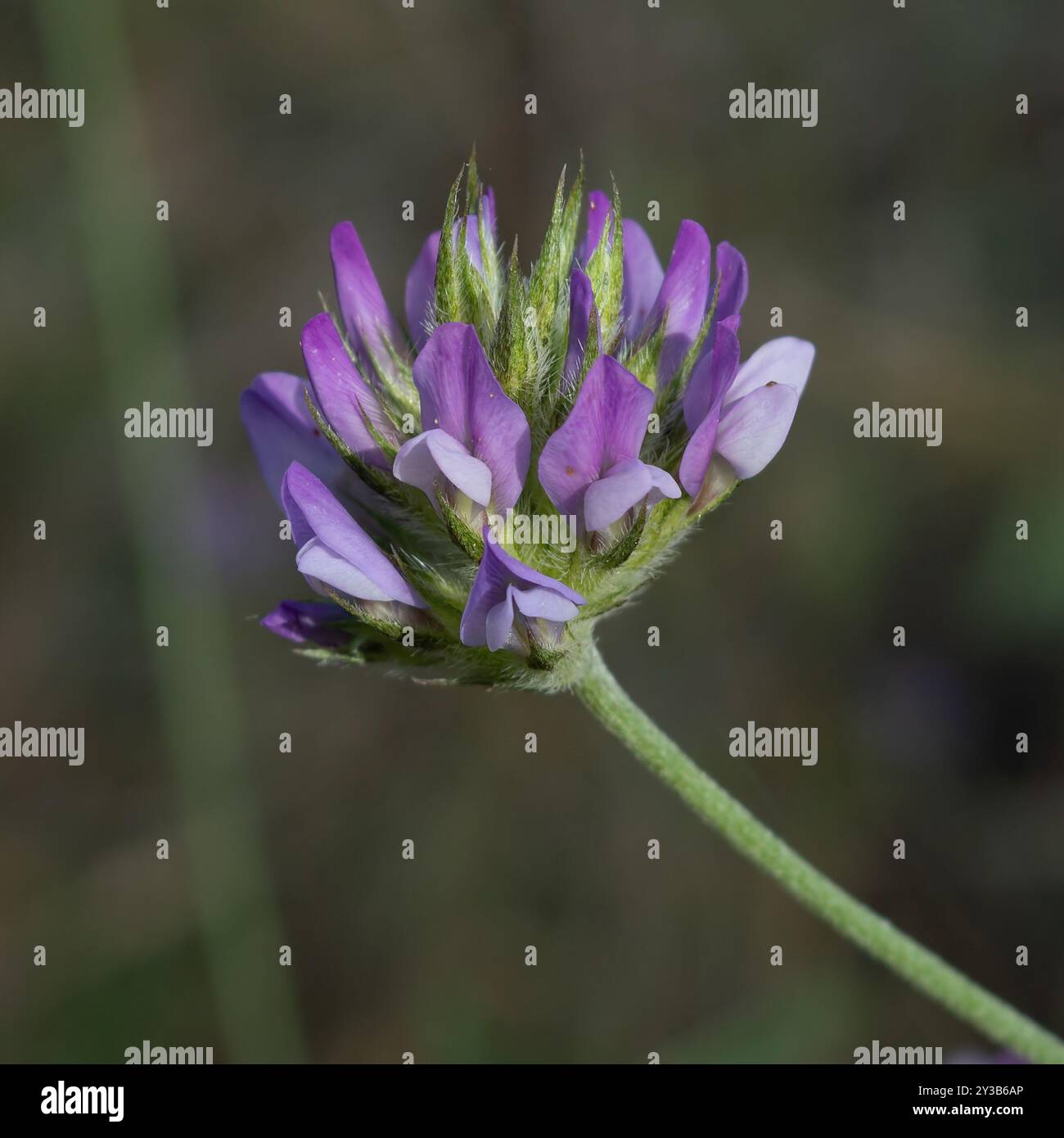 arabian pea (Bituminaria bituminosa) Plantae Stock Photo - Alamy