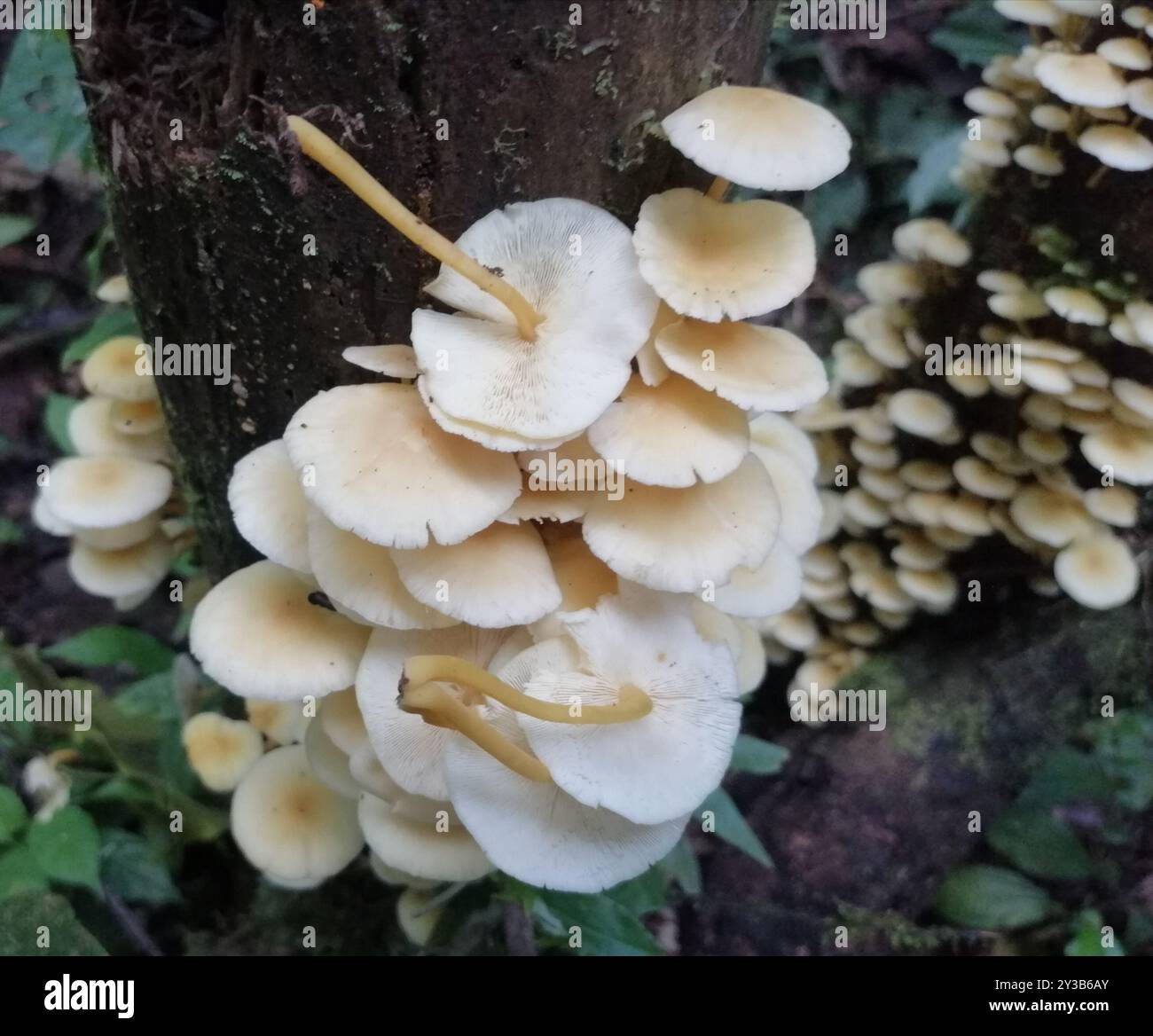 (Tricholomopsis aurea) Fungi Stock Photo - Alamy