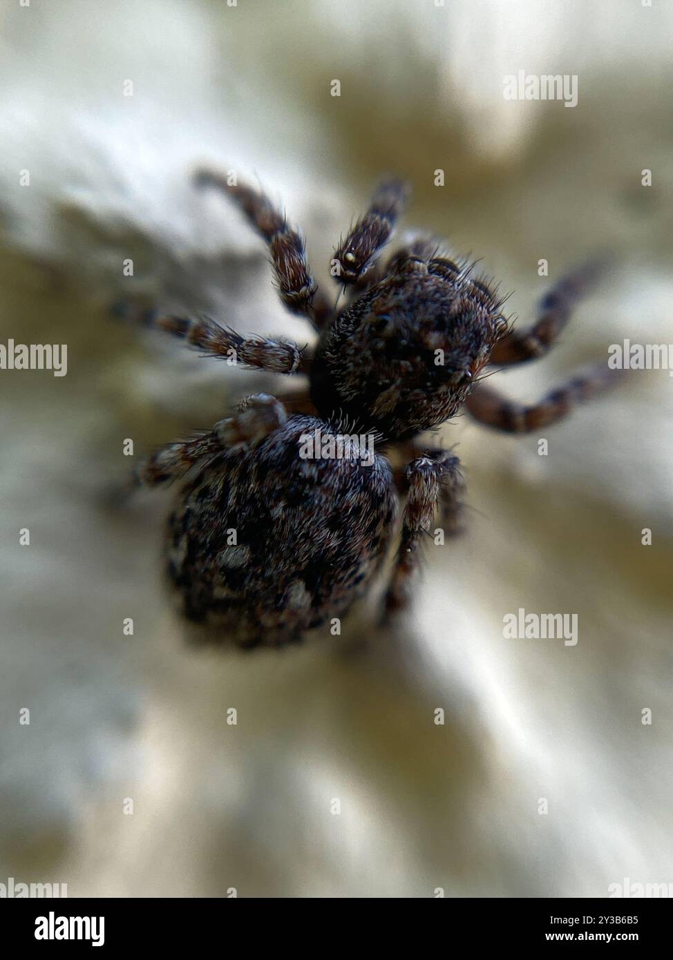 Downy jumping spider (Attulus pubescens) Arachnida Stock Photo - Alamy