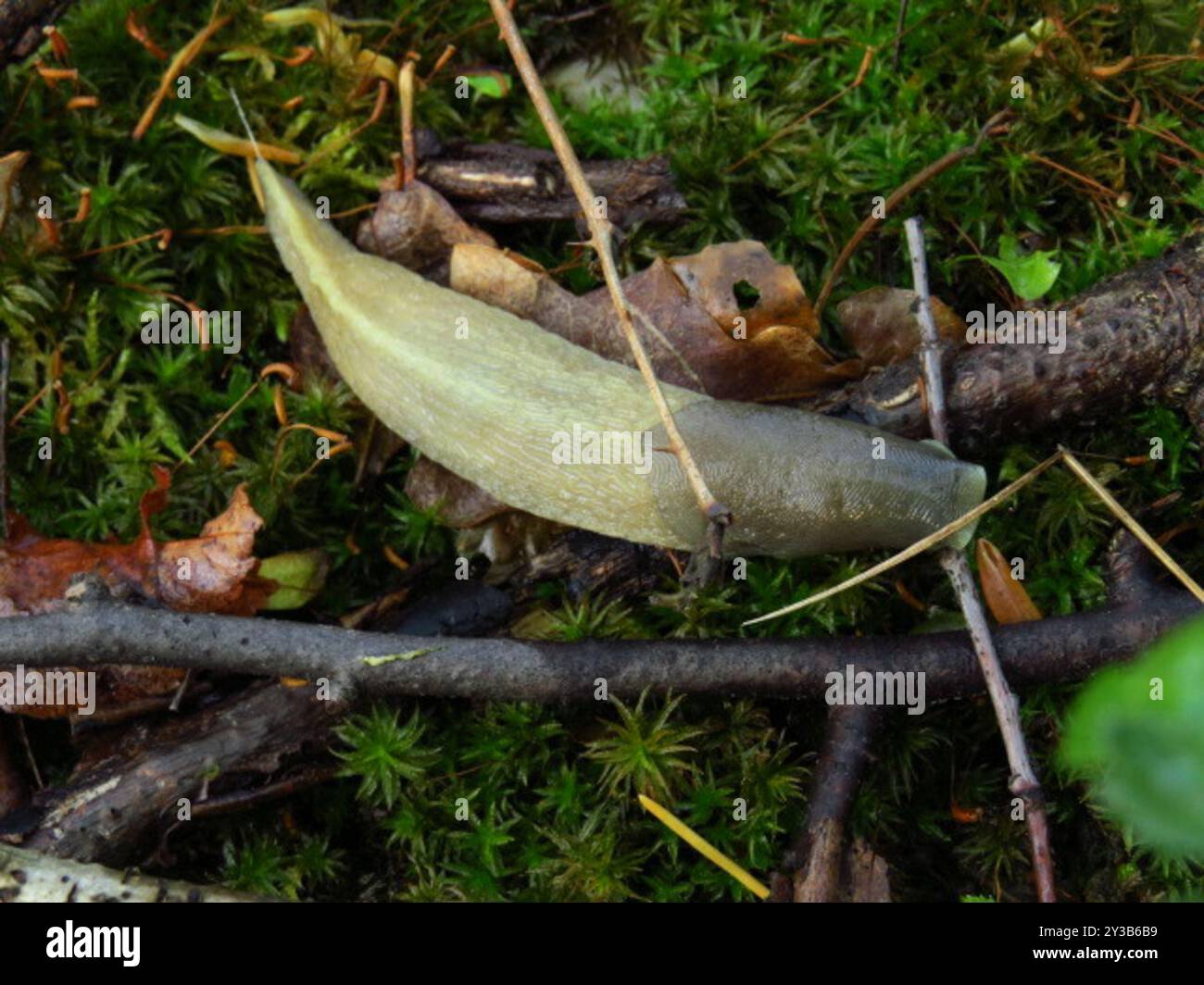 Ash-black Slug (Limax cinereoniger) Mollusca Stock Photo - Alamy