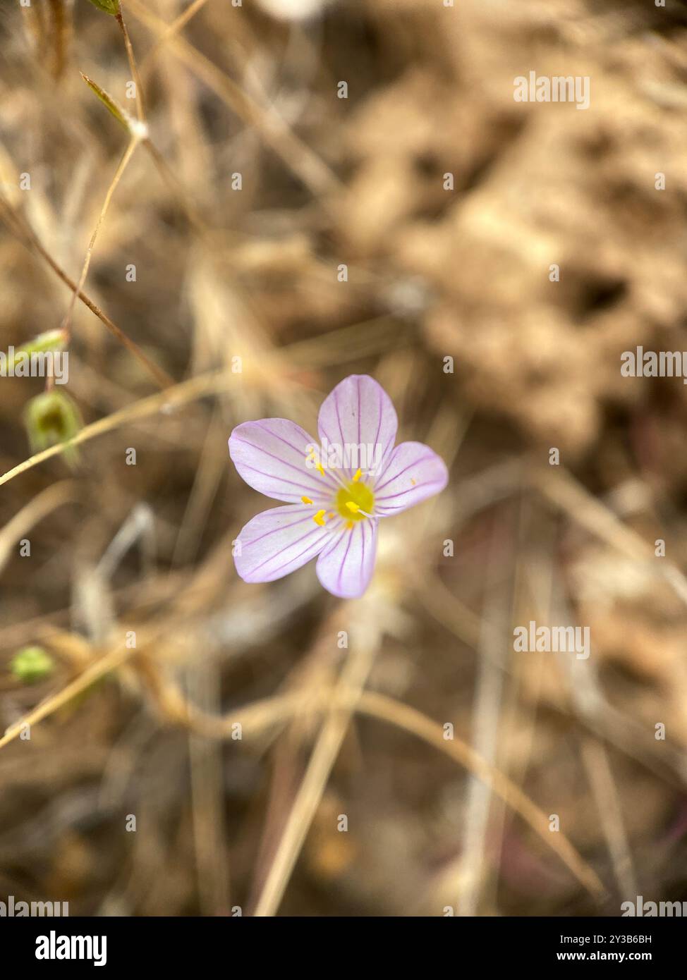 Flax-flowered Linanthus (Leptosiphon liniflorus) Plantae Stock Photo ...