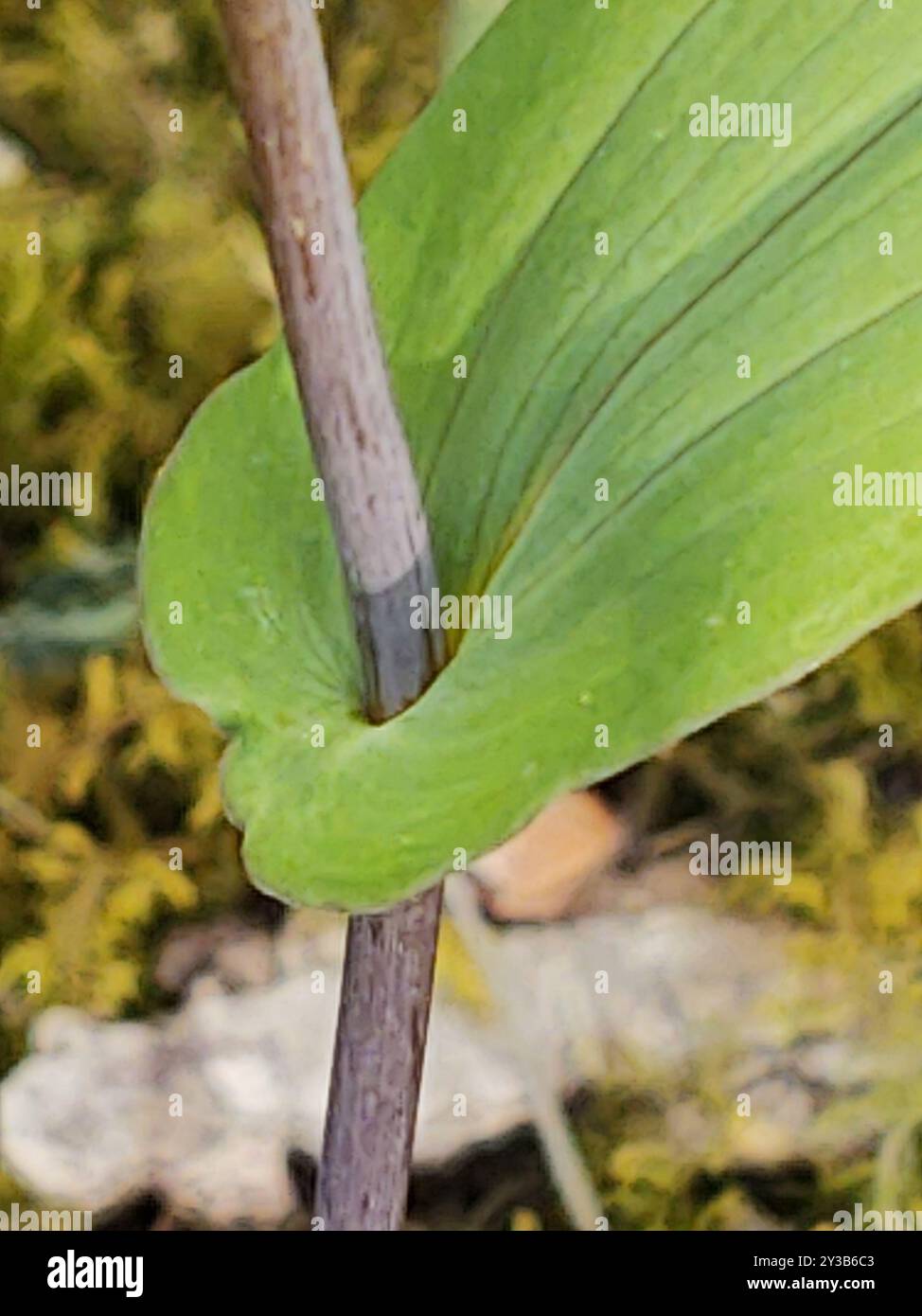 perfoliate bellwort (Uvularia perfoliata) Plantae Stock Photo - Alamy