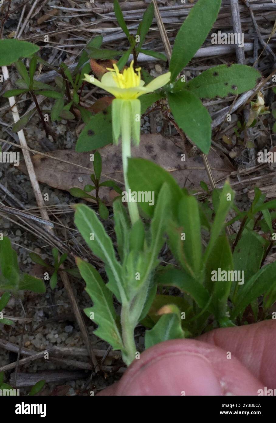 cutleaf evening primrose (Oenothera laciniata) Plantae Stock Photo - Alamy