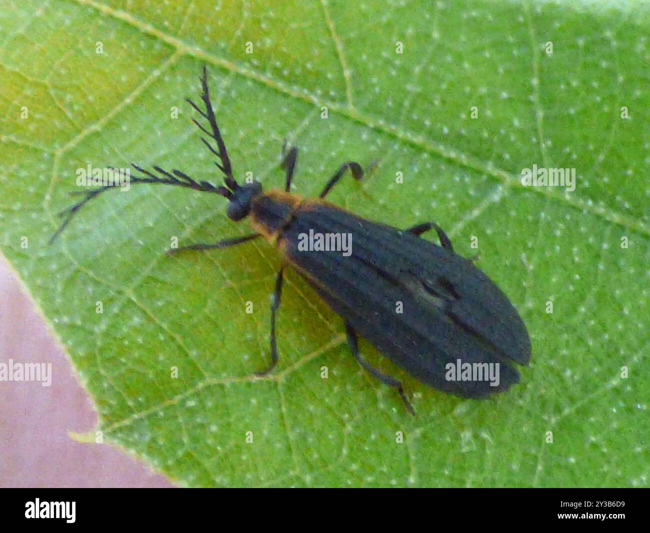 (Leptoceletes basalis) Insecta Stock Photo - Alamy