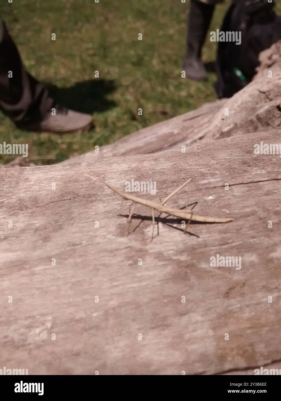 Neotropical Stick Grasshoppers (Proscopiidae) Insecta Stock Photo - Alamy