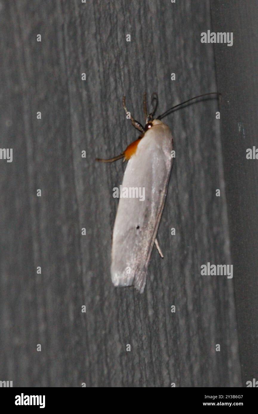 Fruit Tree Borer (Maroga melanostigma) Insecta Stock Photo - Alamy