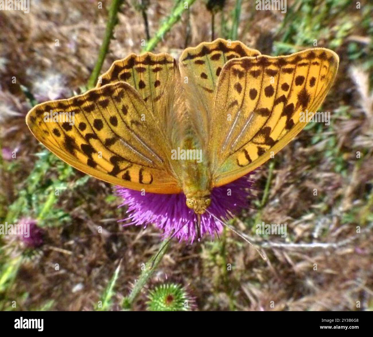 Cardinal Butterfly (Argynnis pandora) Insecta Stock Photo - Alamy