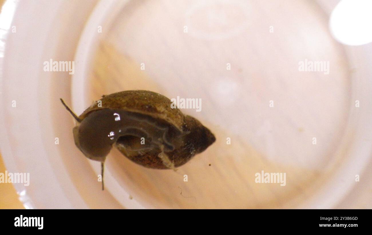 Bladder Snails (Physidae) Mollusca Stock Photo - Alamy