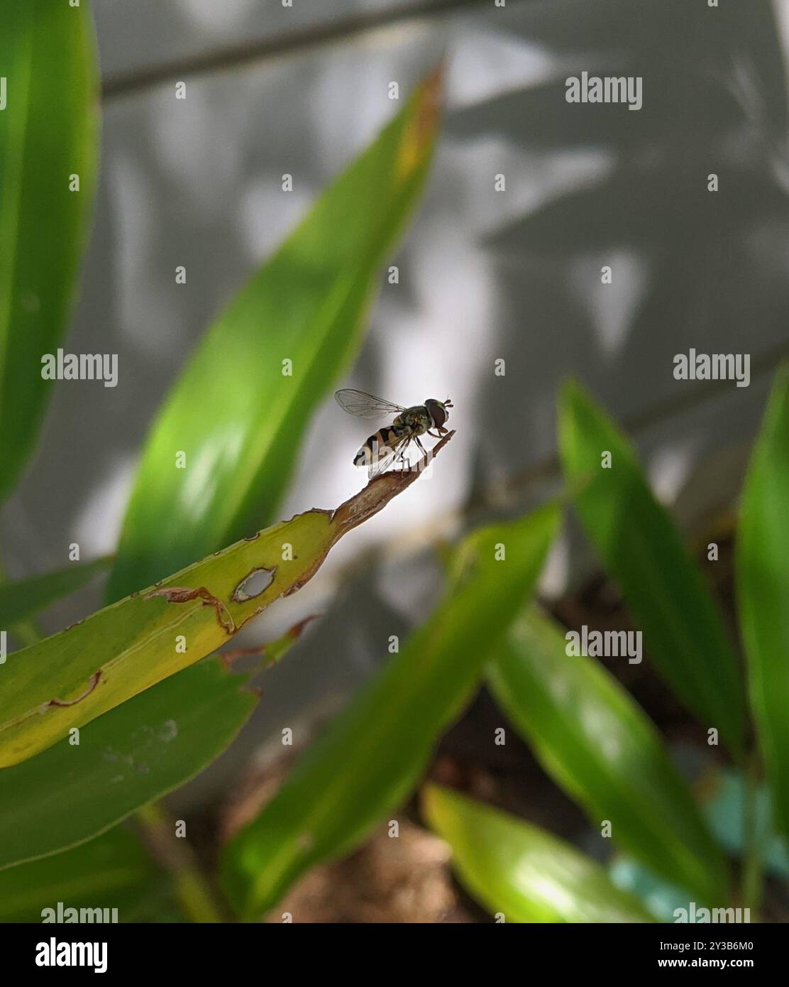 Typical Hover Flies (Syrphinae) Insecta Stock Photo - Alamy