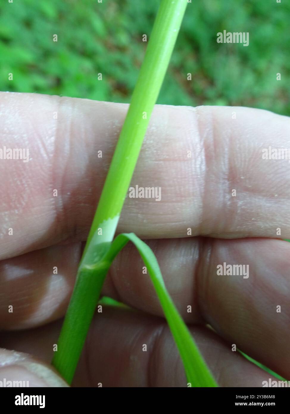 Wood Millet (Milium effusum) Plantae Stock Photo - Alamy
