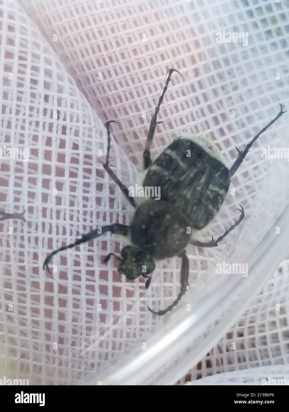 Texas Flower Scarab (Trichiotinus texanus) Insecta Stock Photo - Alamy