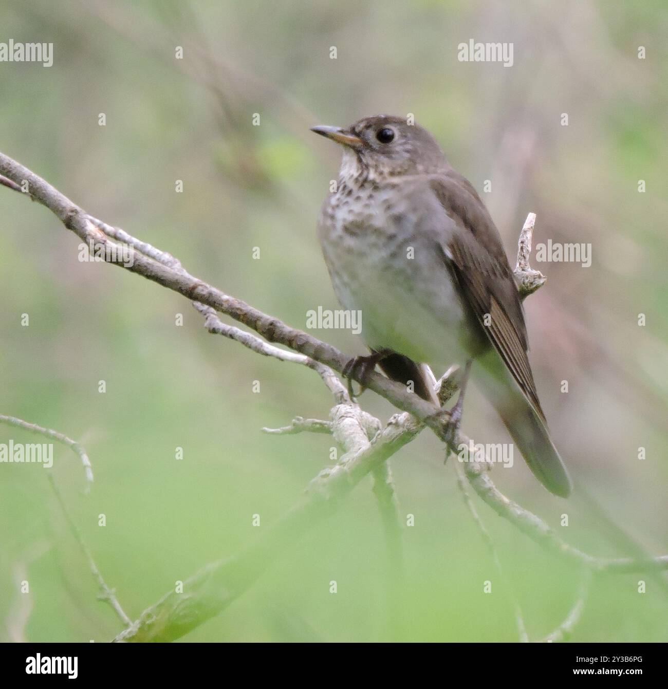 Gray cheeked thrush catharus minimus hi-res stock photography and ...