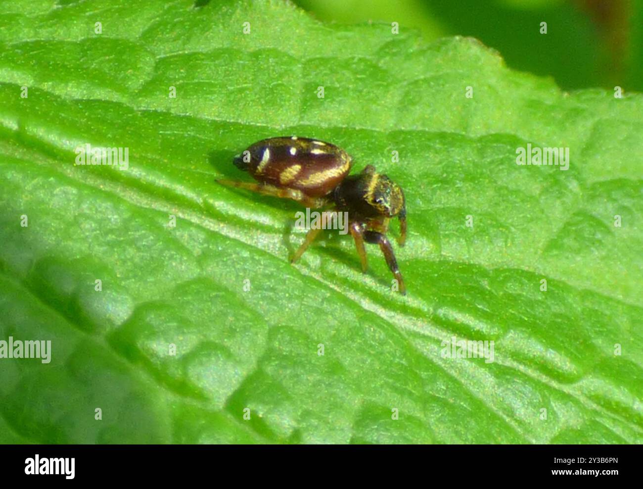 Golden Jumping Spider (Paraphidippus aurantius) Arachnida Stock Photo ...