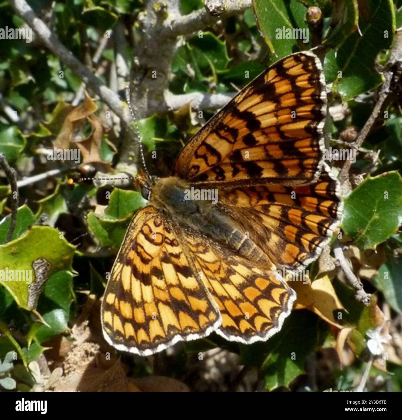 Knapweed Fritillary (Melitaea phoebe) Insecta Stock Photo - Alamy