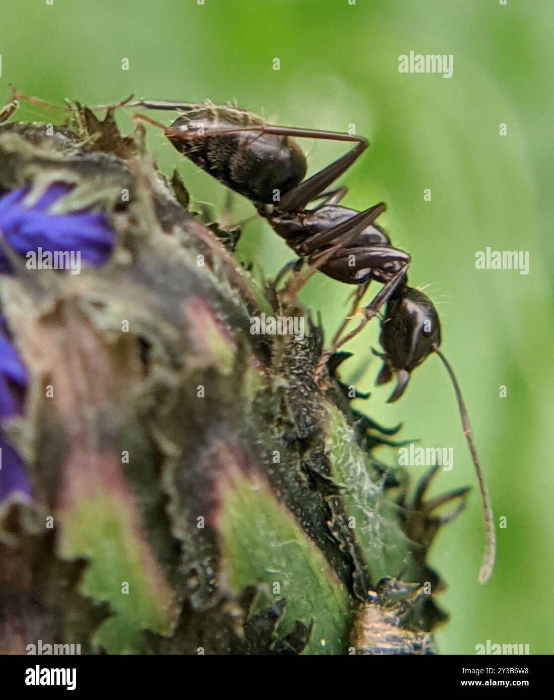 Eastern Black Carpenter Ant (Camponotus pennsylvanicus) Insecta Stock ...