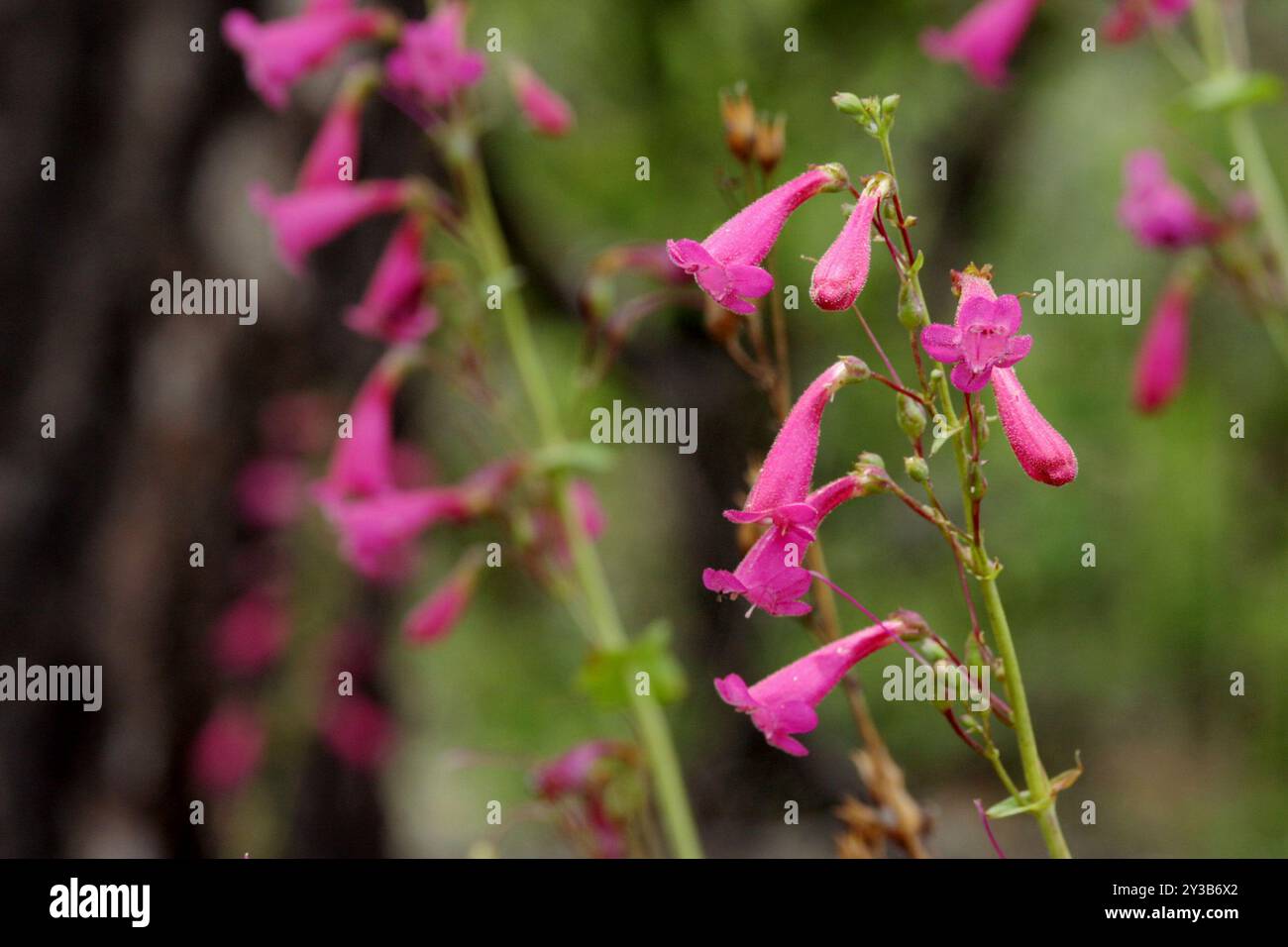 desert penstemon (Penstemon pseudospectabilis) Plantae Stock Photo - Alamy