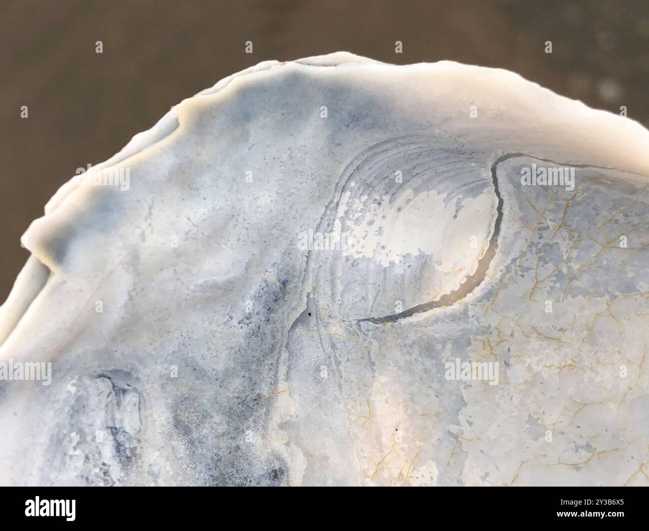 Dish Surfclam (Mactromeris catilliformis) Mollusca Stock Photo - Alamy