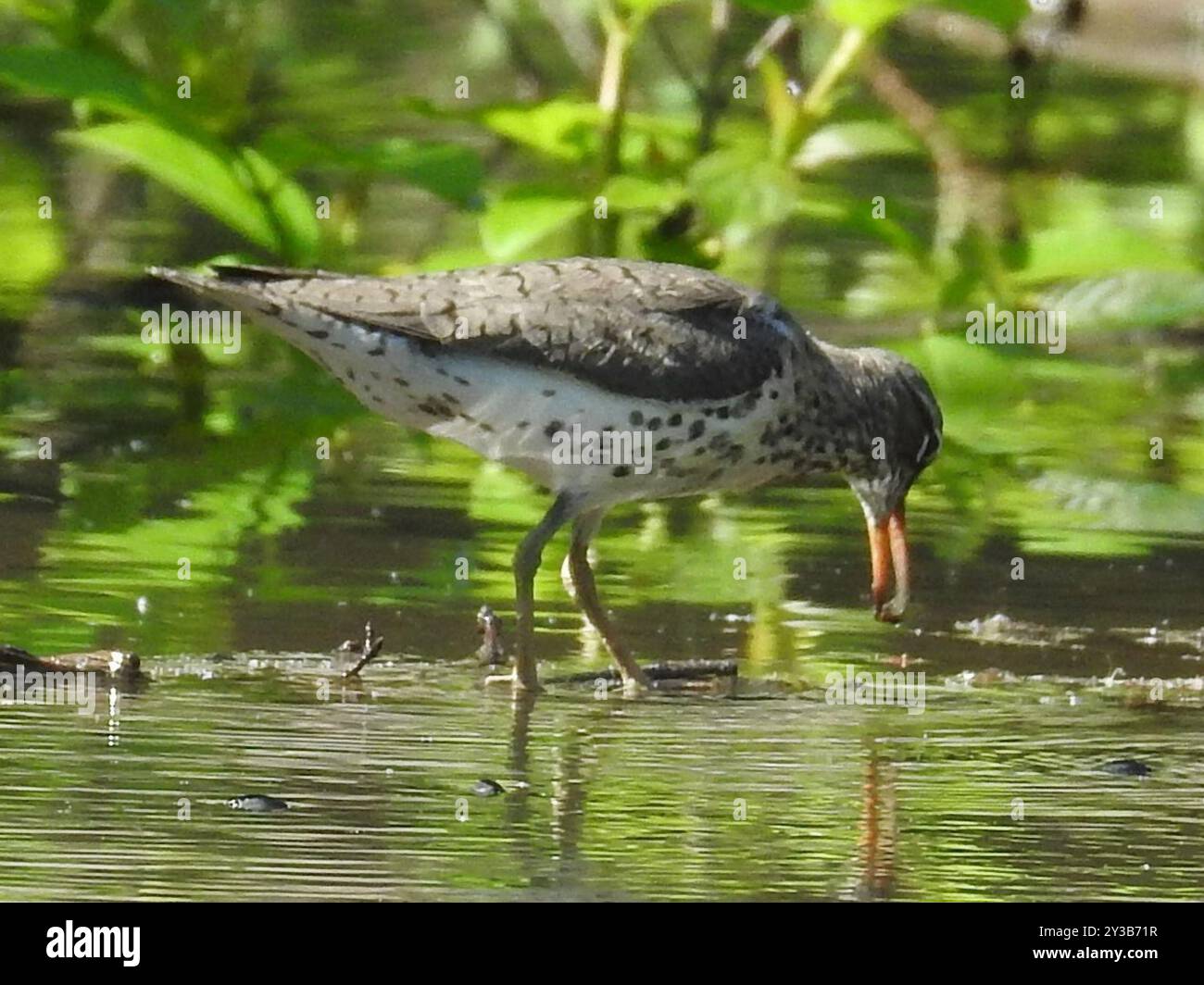 Spotted Sandpiper (Actitis macularius) Aves Stock Photo - Alamy