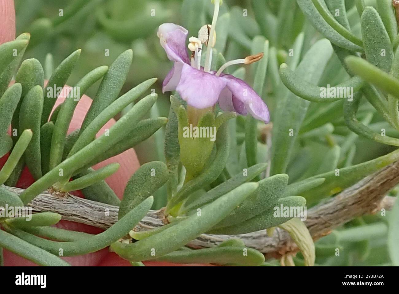 Split Honeythorn (Lycium schizocalyx) Plantae Stock Photo - Alamy