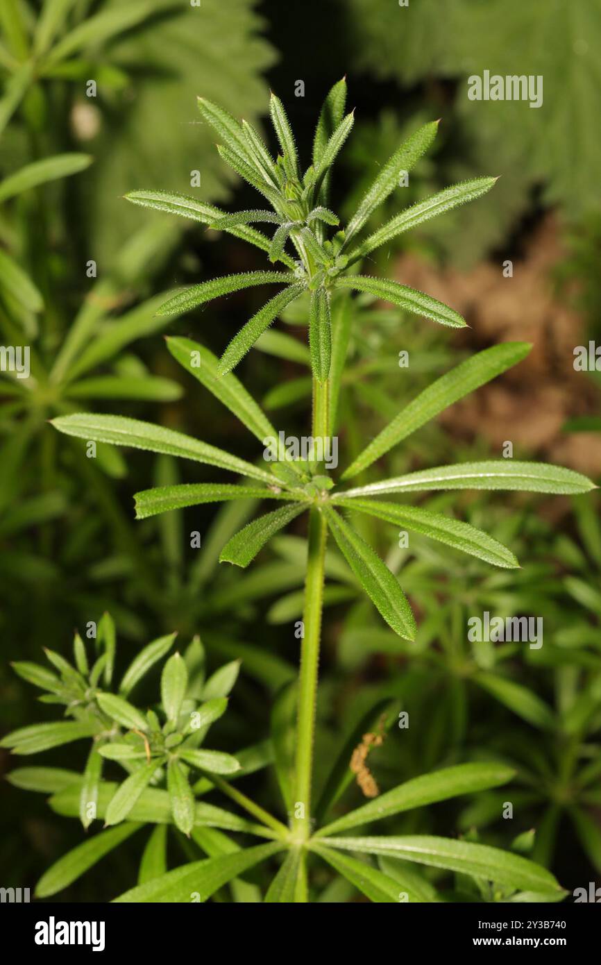 catchweed bedstraw (Galium aparine) Plantae Stock Photo - Alamy