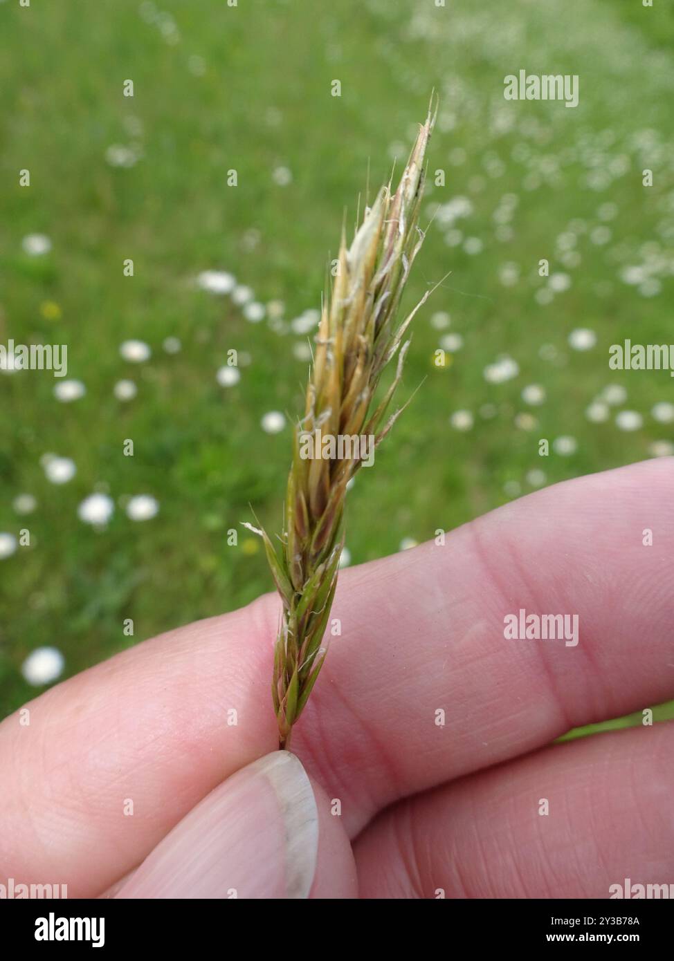 sweet vernal grass (Anthoxanthum odoratum) Plantae Stock Photo - Alamy