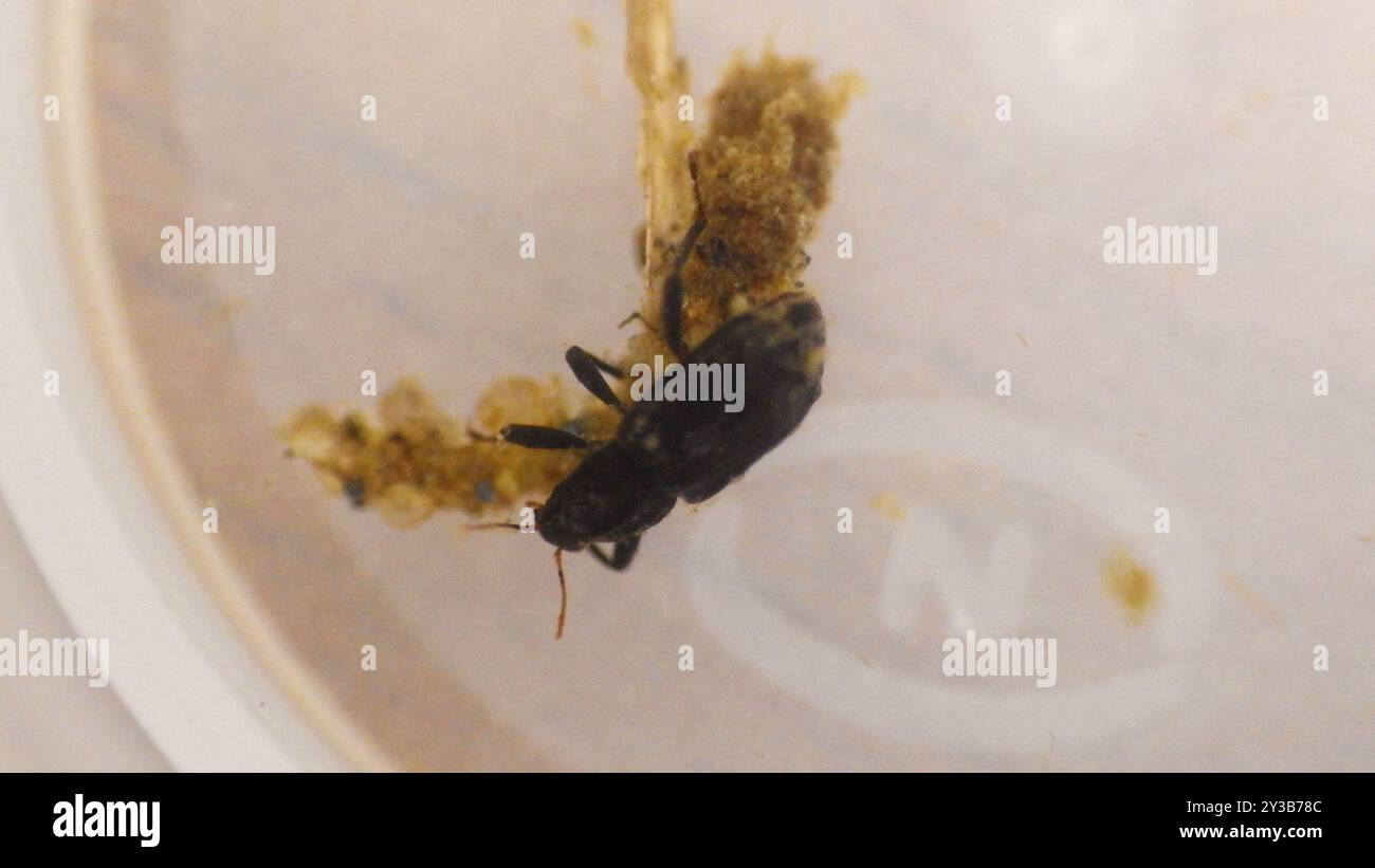 Riffle Beetles (Elmidae) Insecta Stock Photo - Alamy