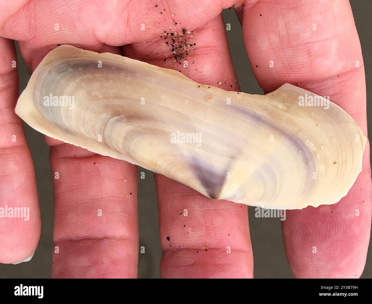 Pacific Razor Clam (Siliqua patula) Mollusca Stock Photo - Alamy