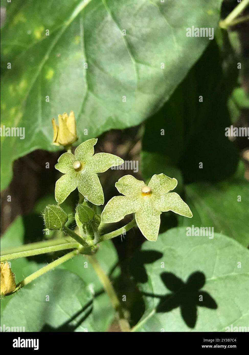 Pearl Milkweed (Matelea reticulata) Plantae Stock Photo - Alamy
