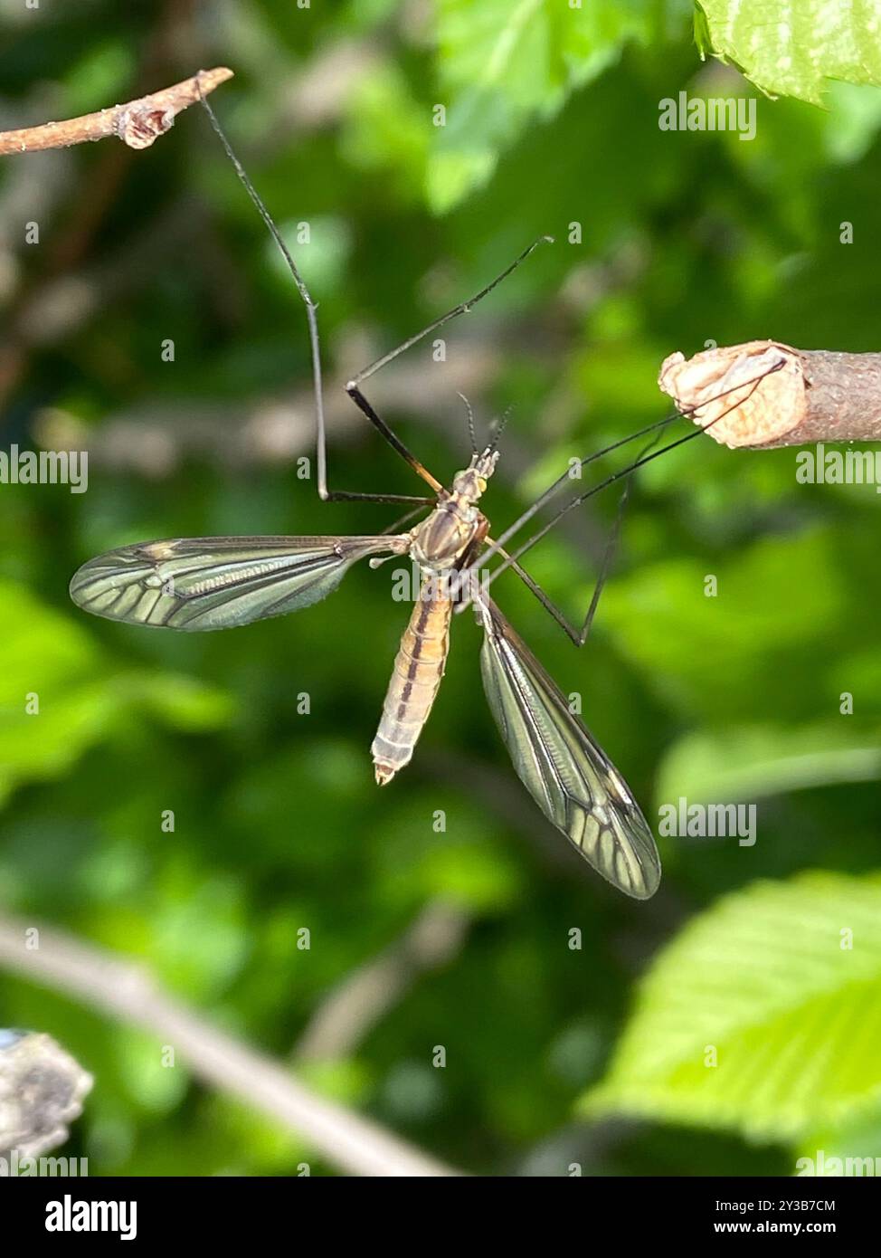European Crane Fly (Tipula paludosa) Insecta Stock Photo - Alamy
