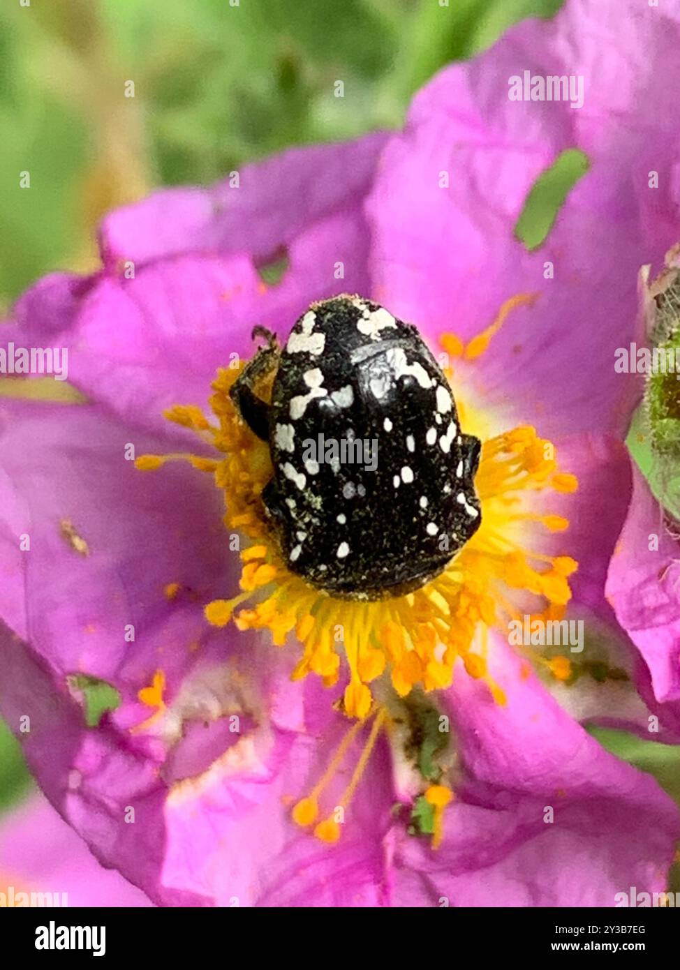 Middle Eastern Flower Scarab (Oxythyrea cinctella) Insecta Stock Photo ...
