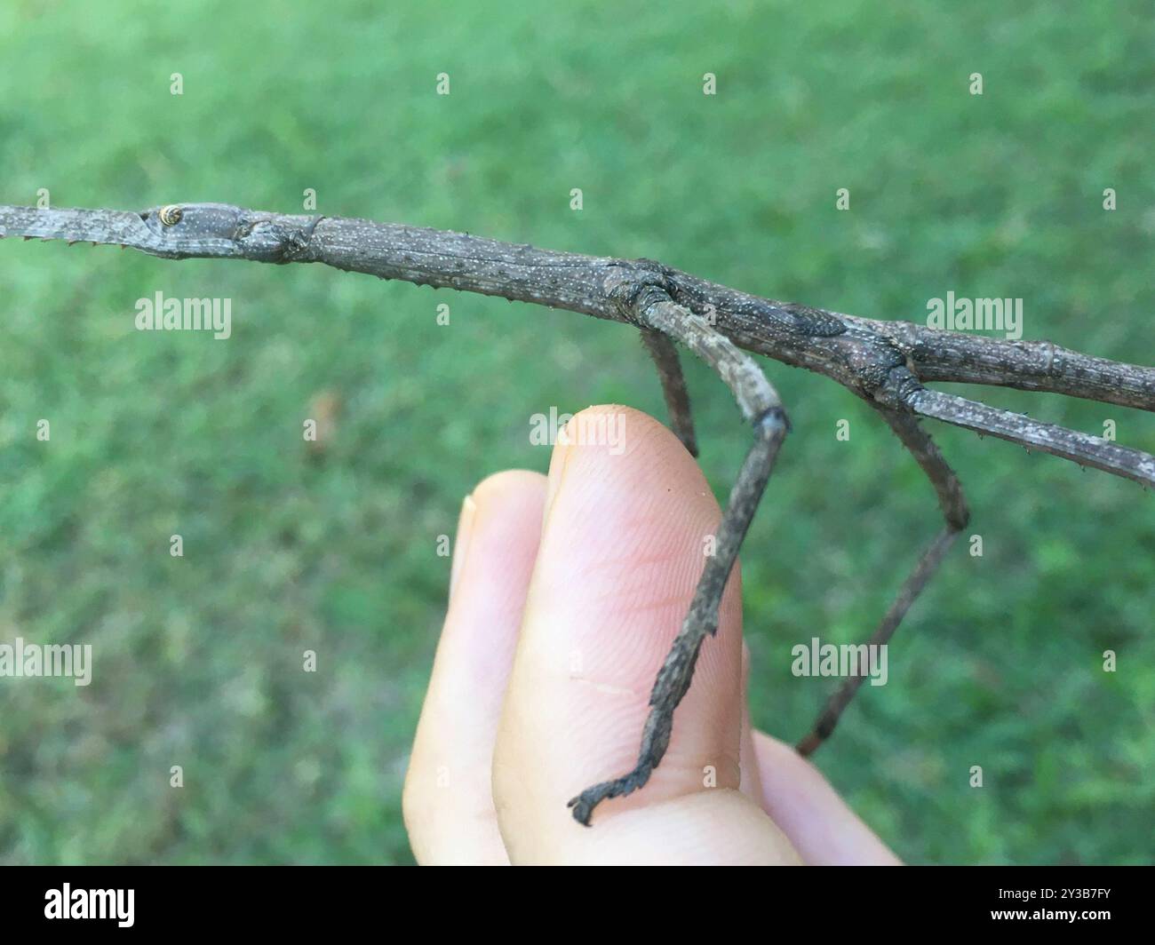 Titan Stick Insect (Acrophylla titan) Insecta Stock Photo - Alamy
