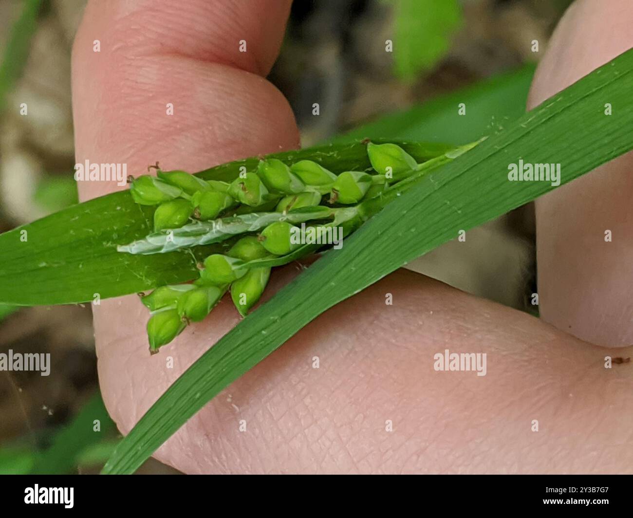 White Bear Sedge (Carex albursina) Plantae Stock Photo - Alamy