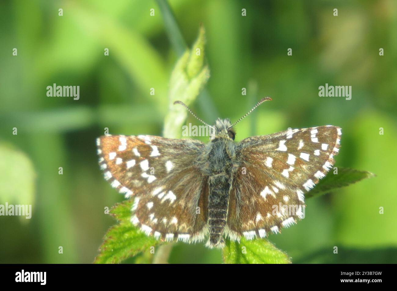 (Pyrgus malvae) Insecta Stock Photo - Alamy