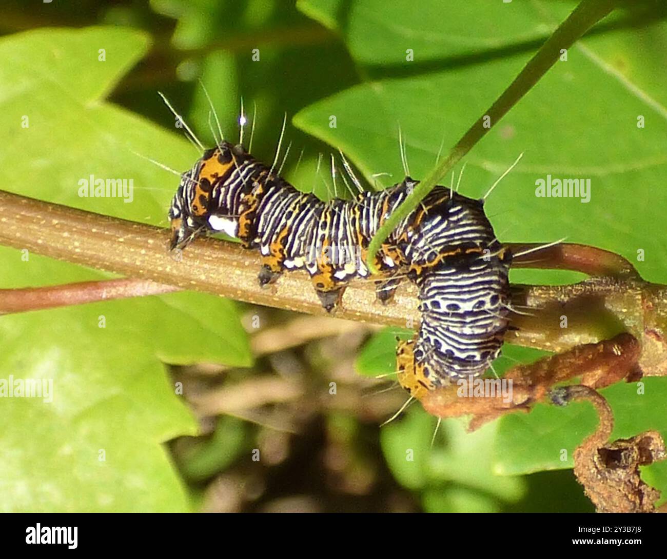 Eight-spotted Forester Moth (Alypia octomaculata) Insecta Stock Photo ...