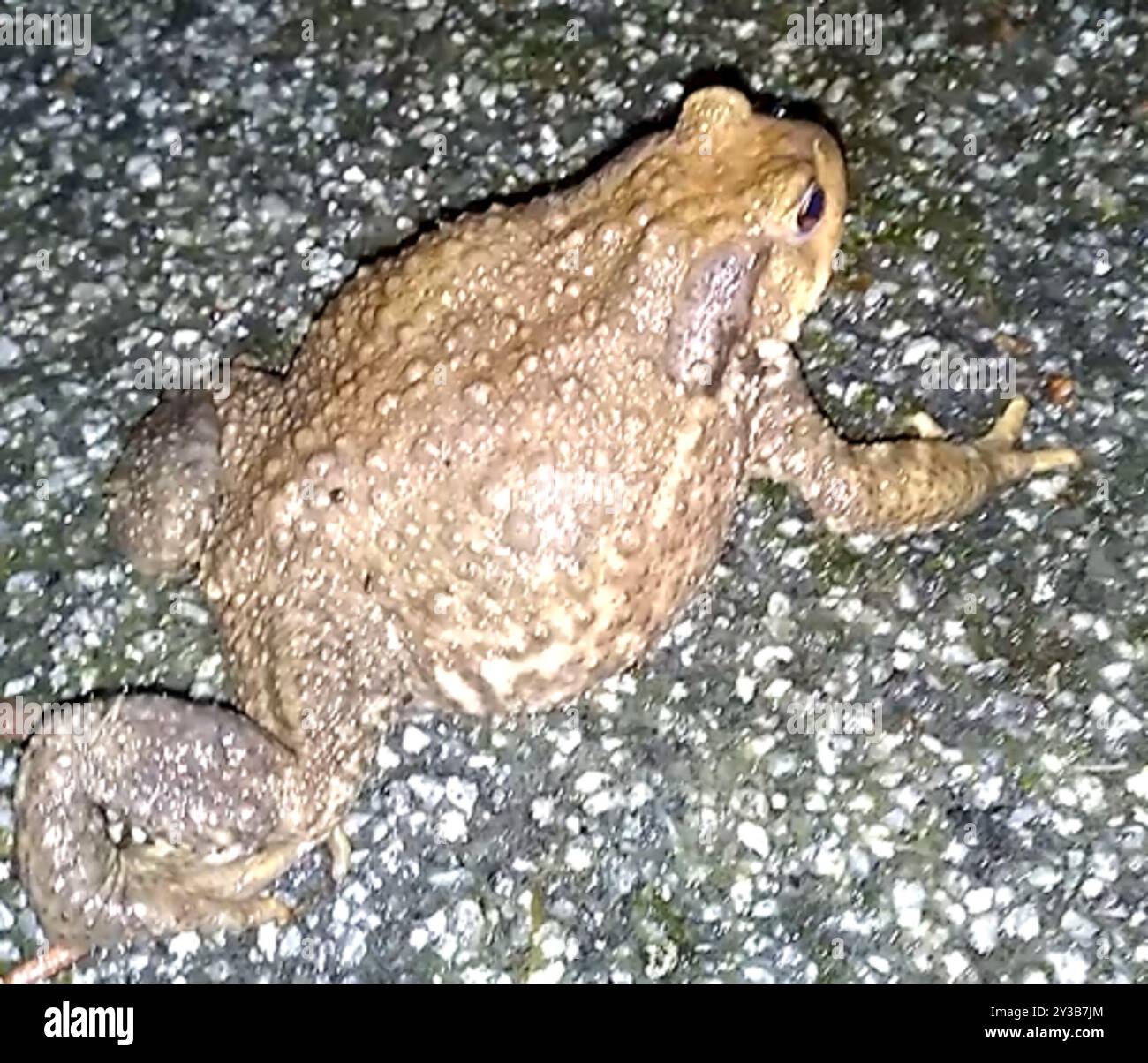 Spiny Toad (Bufo spinosus) Amphibia Stock Photo - Alamy