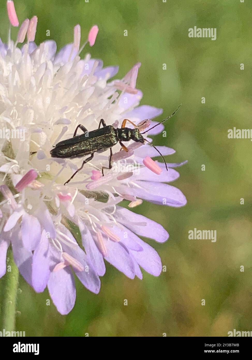 Yellow-legged Thick-legged Flower Beetle (Oedemera flavipes) Insecta ...