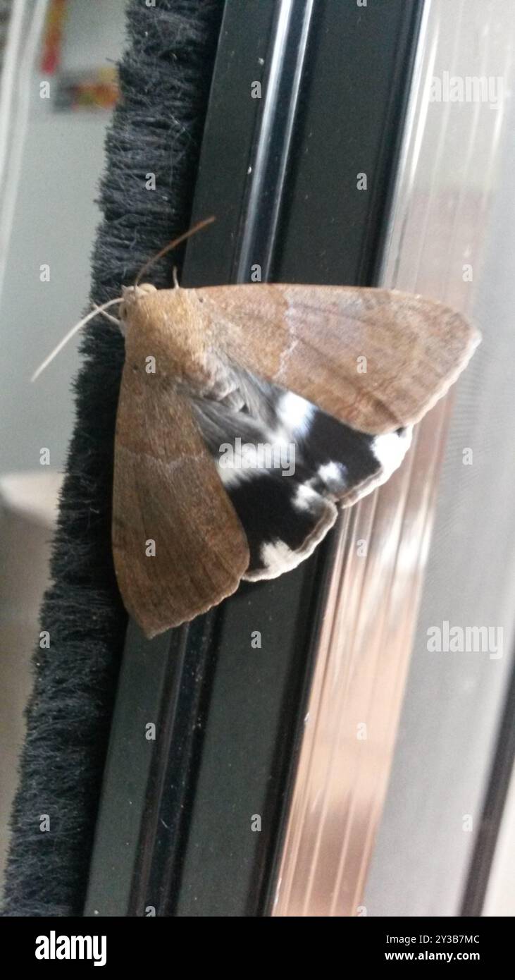 Achaea janata hi-res stock photography and images - Alamy