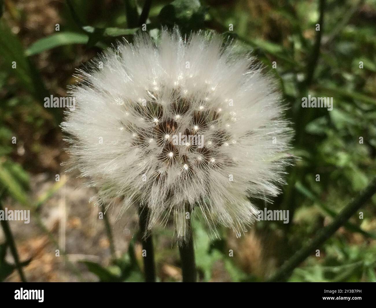 False Hawkbit (Urospermum picroides) Plantae Stock Photo - Alamy