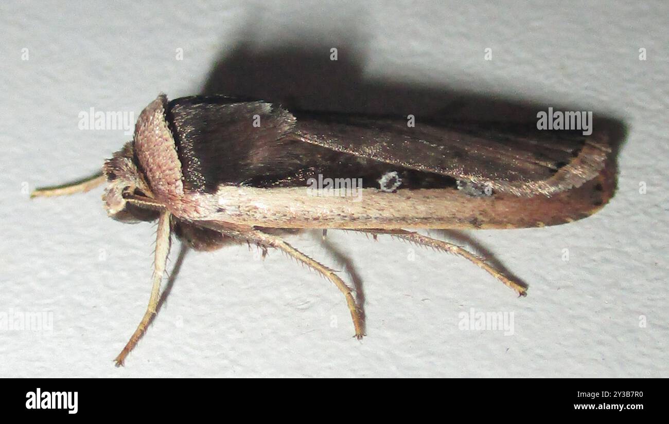 Radford's Flame Shoulder Moth (Ochropleura leucogaster) Insecta Stock ...