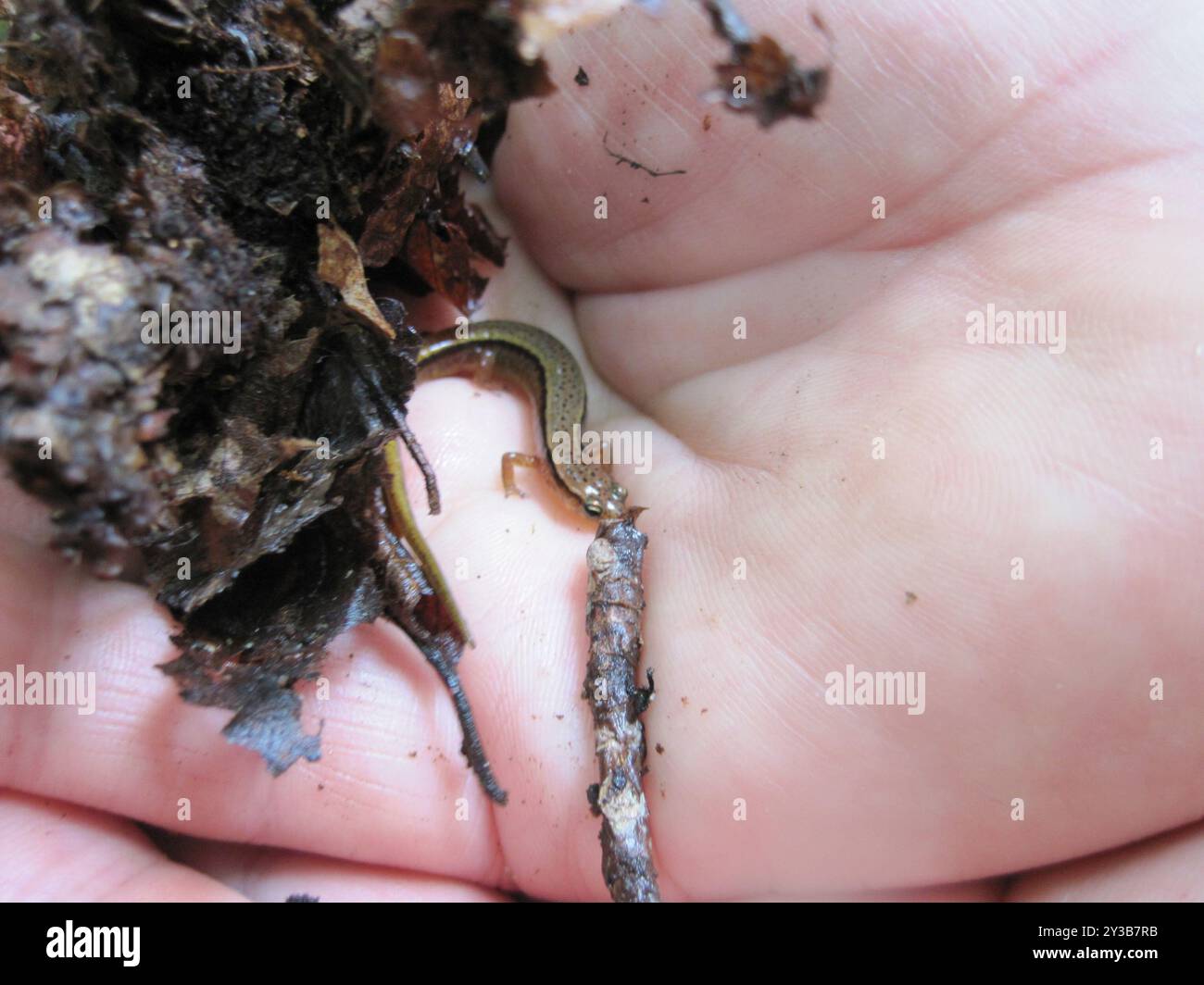 Blue Ridge Two-lined Salamander (Eurycea wilderae) Amphibia Stock Photo ...