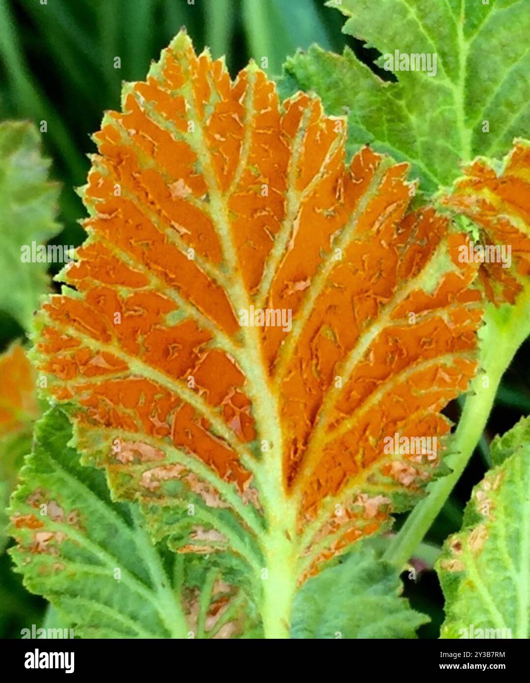 blackberry orange rust (Gymnoconia peckiana) Fungi Stock Photo - Alamy