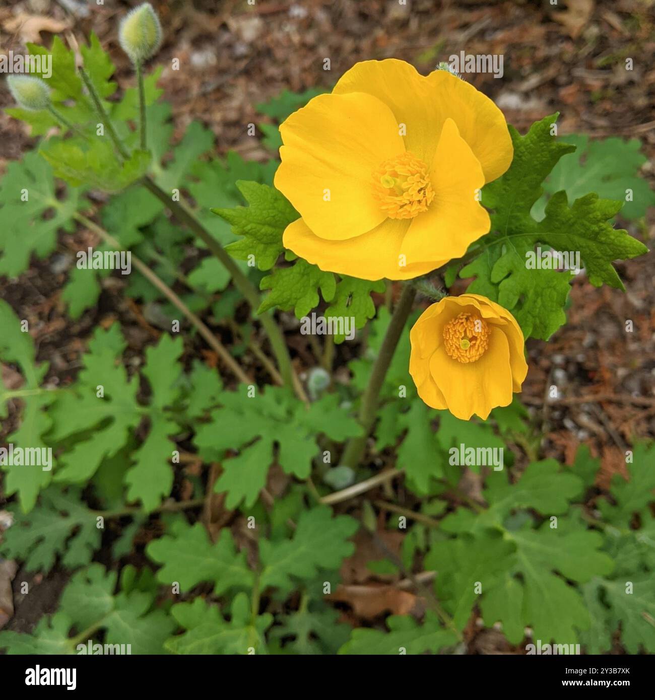 Celandine Poppy (Stylophorum diphyllum) Plantae Stock Photo - Alamy