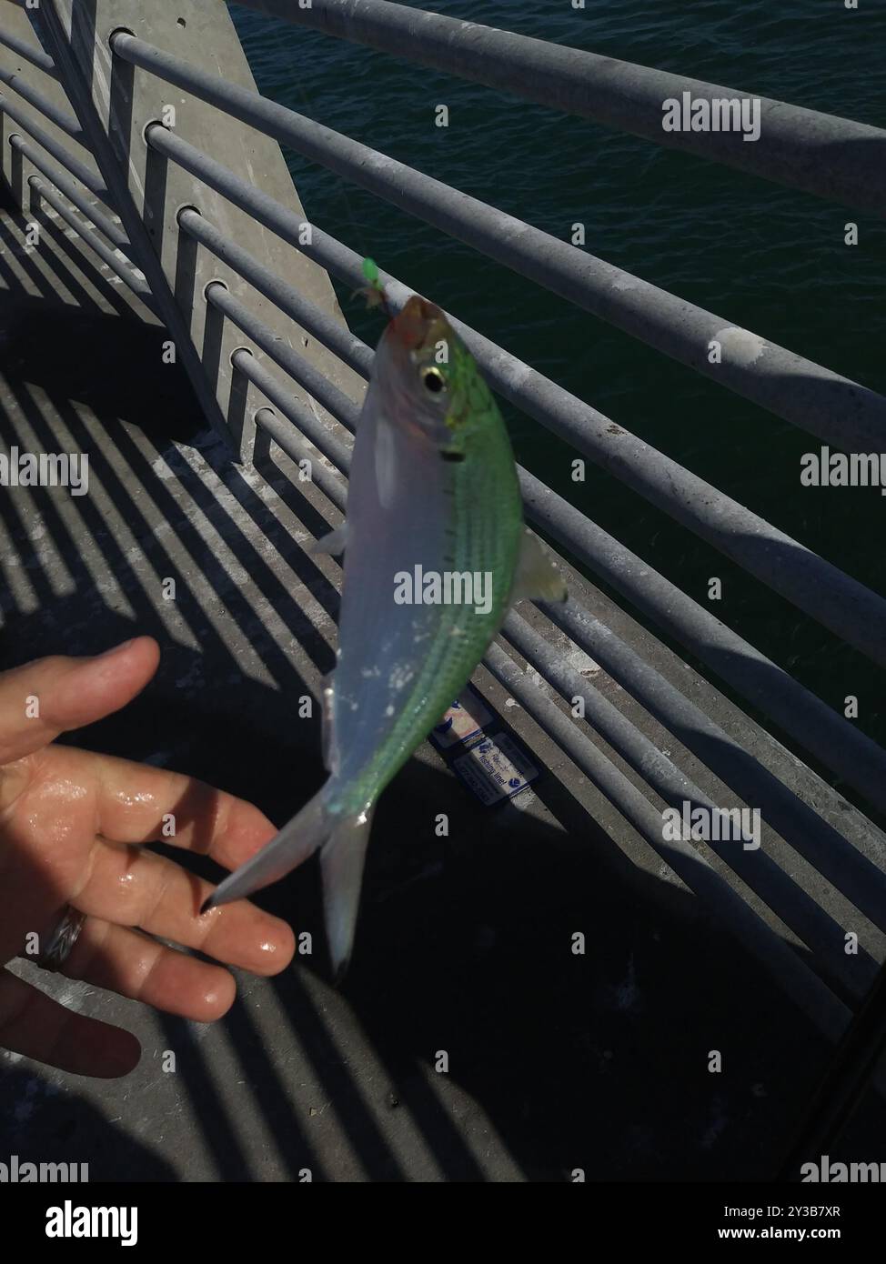 Atlantic Thread Herring (Opisthonema oglinum) Actinopterygii Stock ...