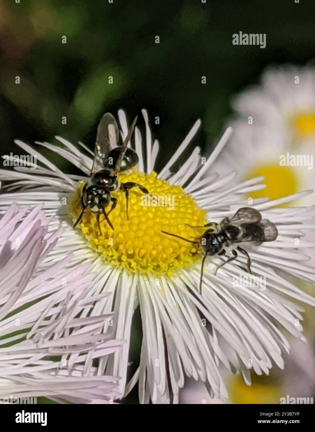 Small Carpenter Bees (Ceratina) Insecta Stock Photo - Alamy