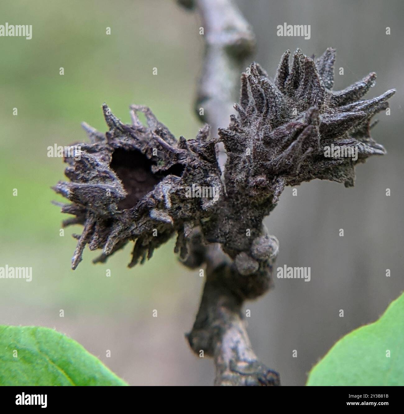 Spiny Witch-Hazel Gall Aphid (Hamamelistes spinosus) Insecta Stock ...